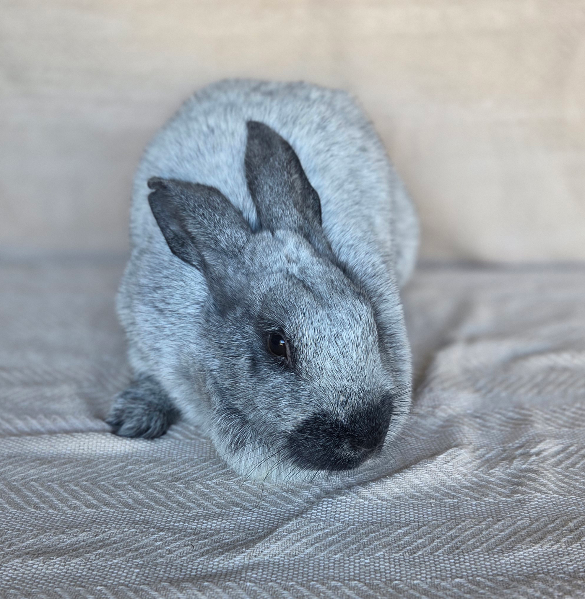 Request Rabbits - LJ7 Rabbitry